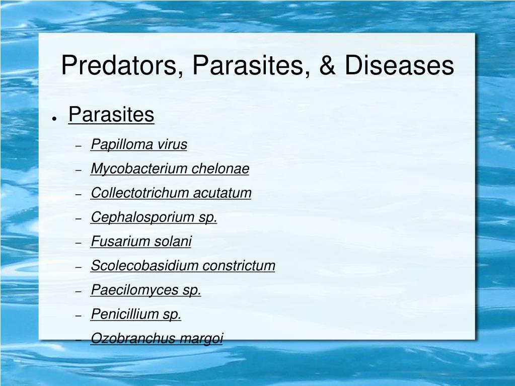 PPT - Kemp's Ridley Sea Turtle By: Elizabeth Pepper PowerPoint ...