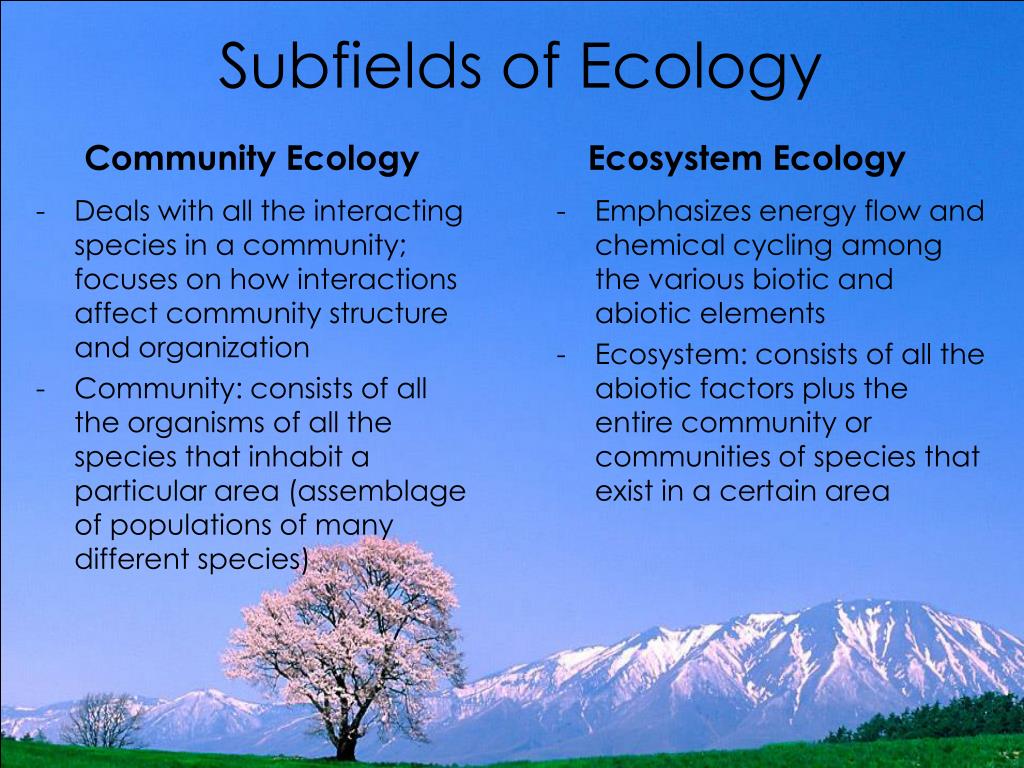 PPT - Ecology Review pg. 1080-1084 PowerPoint Presentation, free ...