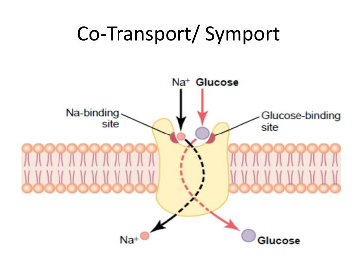 PPT - TRANSPORT ACROSS CELL MEMBRANE-ii (Guyton, 12 th Ed. (chapter 4 ...