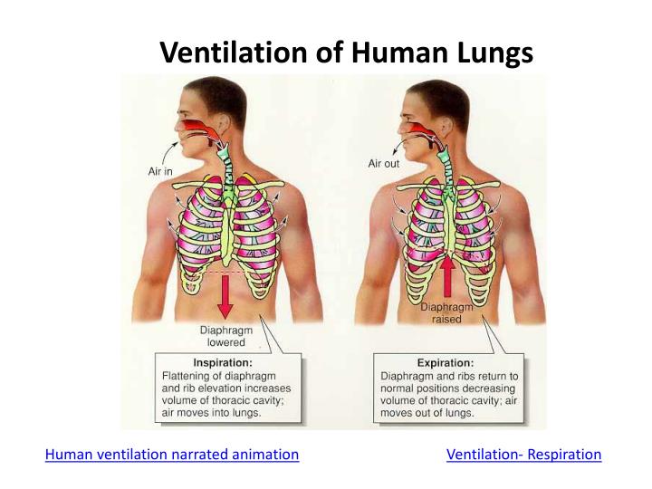 PPT - Common Requirements of living things - ANIMALS – Chapter 5 Pt C ...