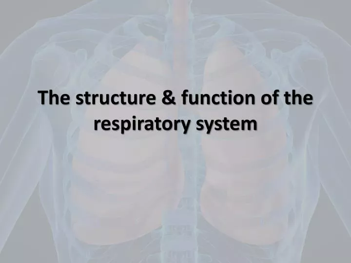 PPT - The structure & function of the respiratory system PowerPoint ...