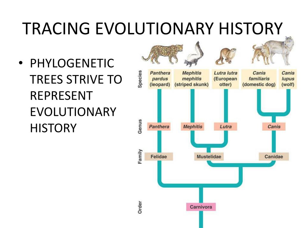 PPT - TRACING EVOLUTIONARY HISTORY PowerPoint Presentation, free ... PPT - TRACING EVOLUTIONARY HISTORY PowerPoint Presentation, free ...