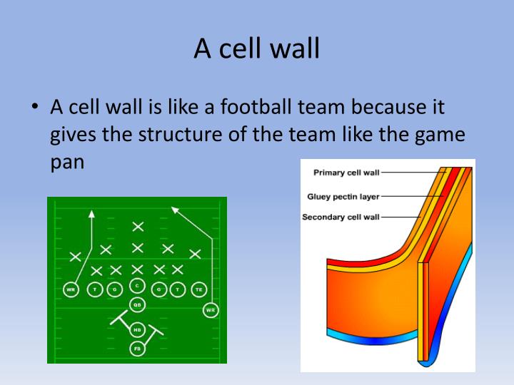 PPT - The Cell Compared to football team PowerPoint Presentation - ID ...