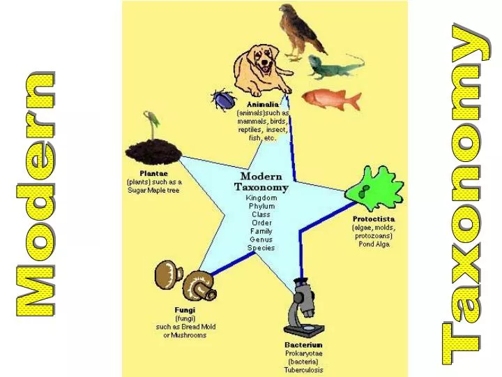 PPT - Modern Taxonomy PowerPoint Presentation, free download - ID:2487890