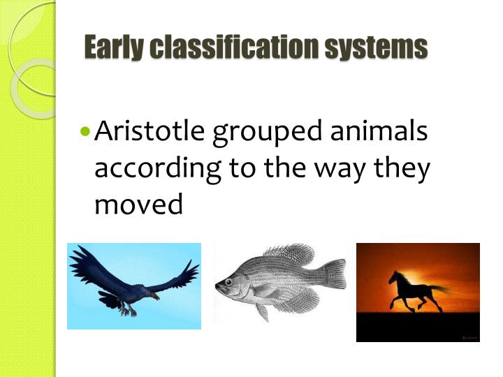 PPT - Classification of Living Things PowerPoint Presentation - ID:2488268