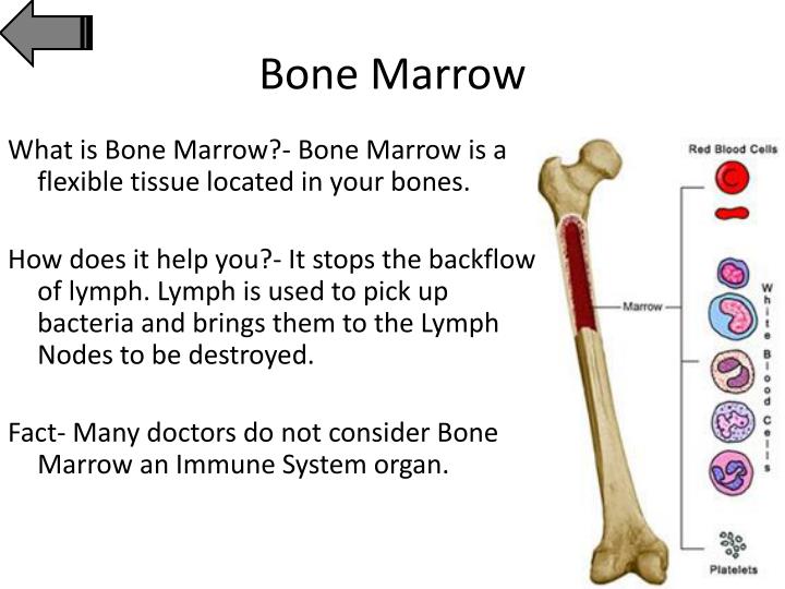 PPT - The Immune Security Guard PowerPoint Presentation - ID:2488395
