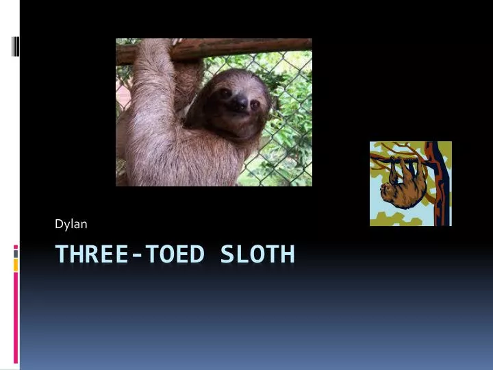 PPT - Three-toed sloth PowerPoint Presentation, free download - ID:2489508