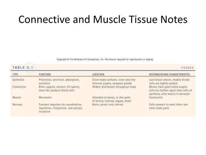 PPT - Connective and Muscle Tissue Notes PowerPoint Presentation, free ...