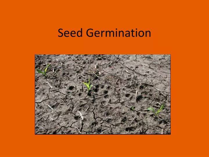 PPT - Seed Germination PowerPoint Presentation, free download - ID:2491067