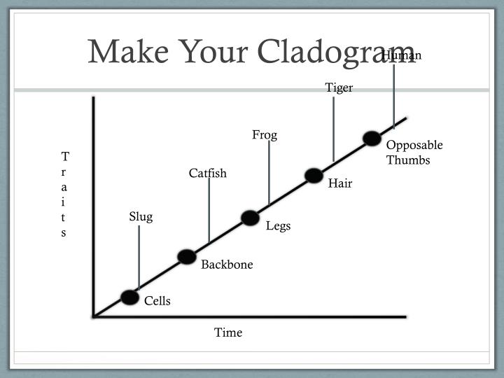 PPT Reading And Making A Cladogram PowerPoint Presentation ID 2491988