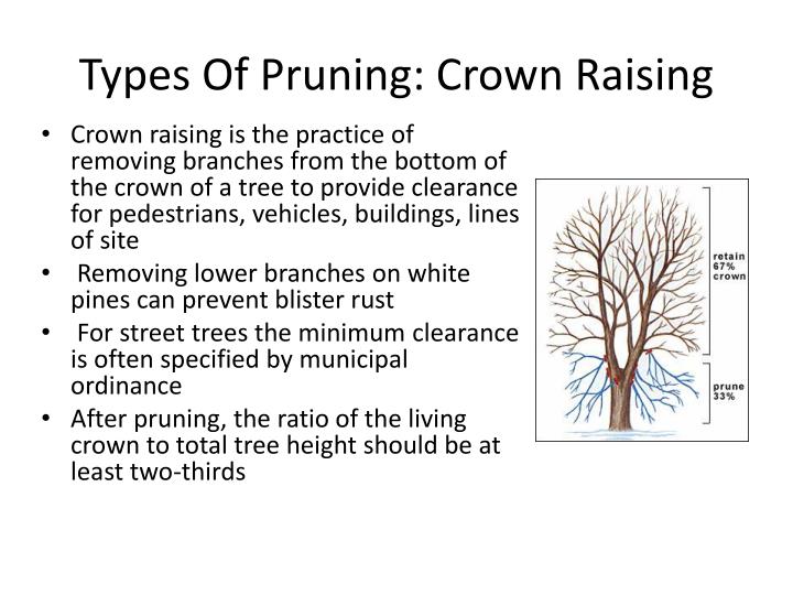 PPT - Pruning Trees PowerPoint Presentation - ID:2493344