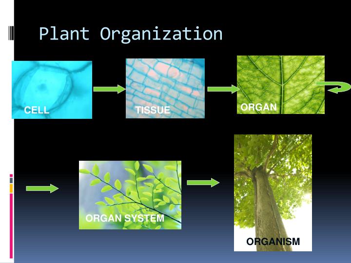 PPT - Body Organization PowerPoint Presentation - ID:2493411