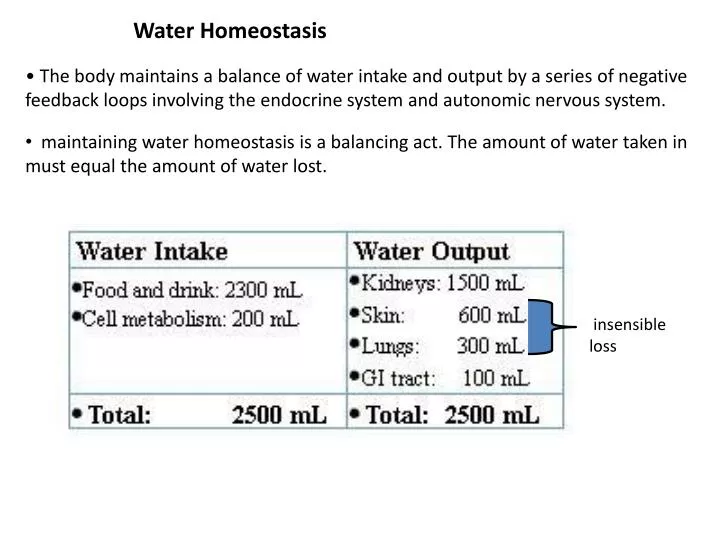 PPT - Water Homeostasis PowerPoint Presentation, free download - ID:2493531