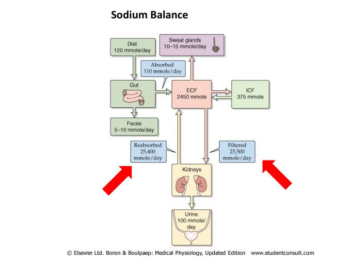 PPT - Water Homeostasis PowerPoint Presentation - ID:2493531