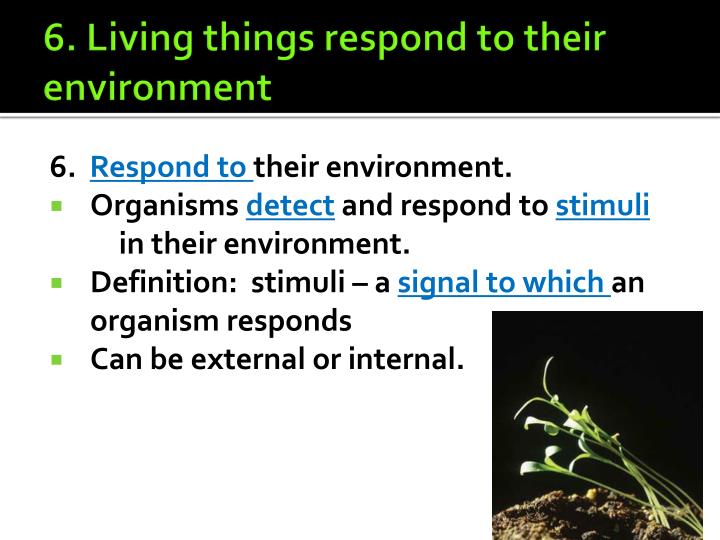 PPT - CHARACTERISTICS OF LIVING THINGS PowerPoint Presentation - ID:2493639
