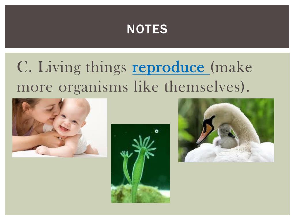PPT - The 6 Characteristics of Living Things PowerPoint Presentation ...