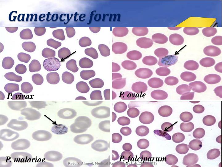 PPT - Medical Parasitology Lab. PowerPoint Presentation - ID:2493799