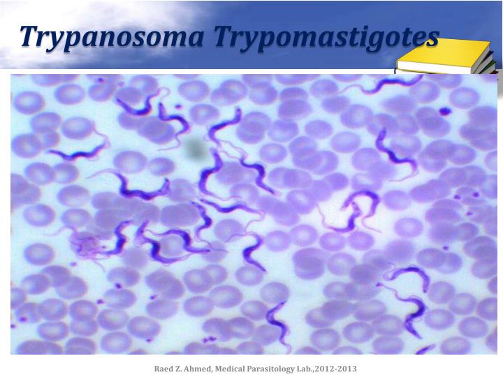 PPT - Medical Parasitology Lab. PowerPoint Presentation - ID:2493799