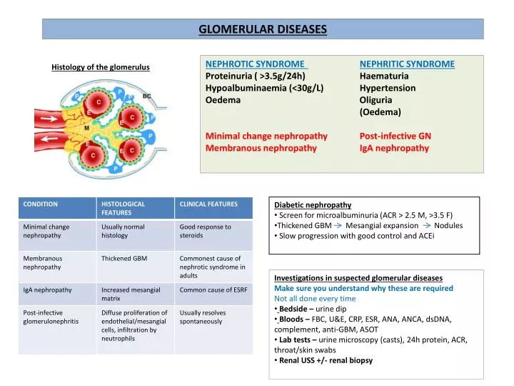 PPT - GLOMERULAR DISEASES PowerPoint Presentation, free download - ID ...
