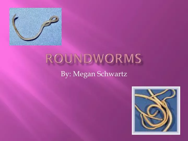 PPT - Roundworms PowerPoint Presentation, free download - ID:2494392
