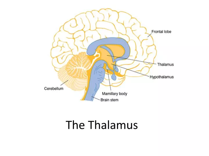 PPT - The Thalamus PowerPoint Presentation, free download - ID:2494502
