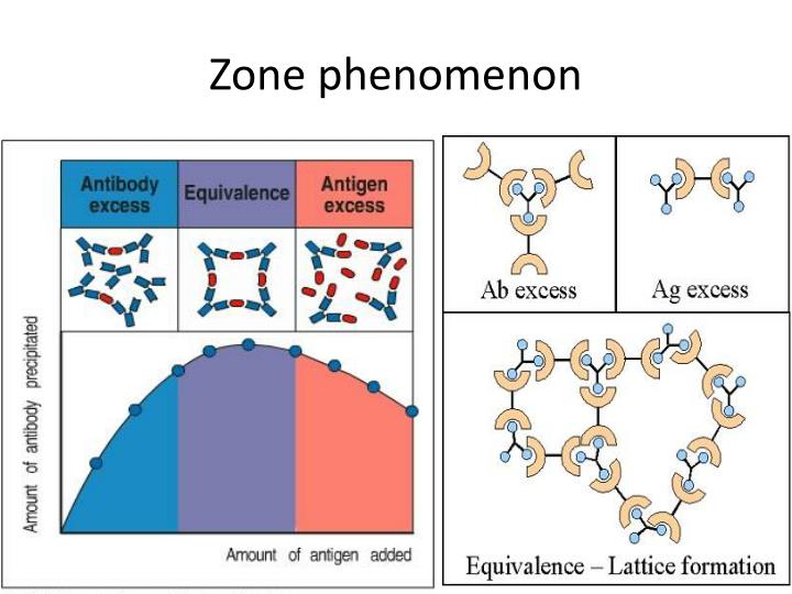 PPT - Antigen antibody reactions PowerPoint Presentation - ID:2494521