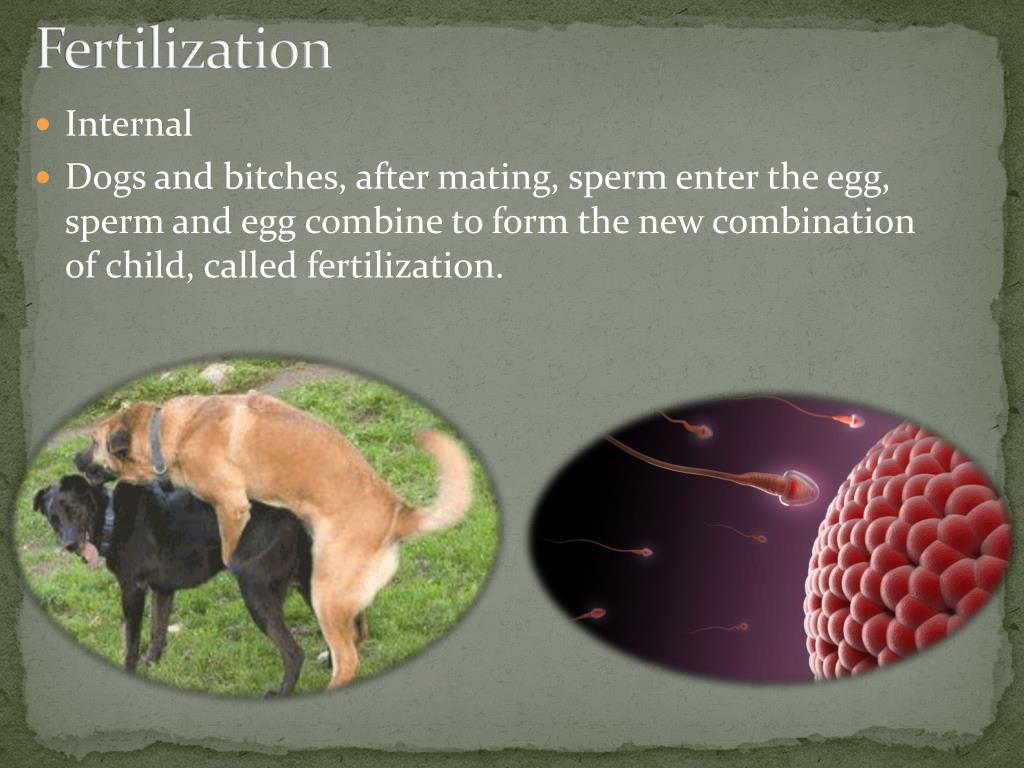 PPT - Dogs Sexual Reproduction PowerPoint Presentation, free download ...