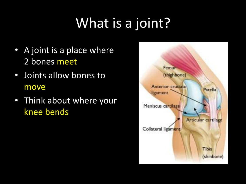 PPT - The Skeletal System Part 2: joints, ligaments, cartilage and ... PPT - The Skeletal System Part 2: joints, ligaments, cartilage and ...