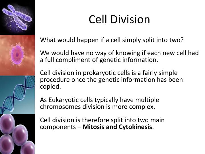 PPT - The Process of Cell Division PowerPoint Presentation - ID:2496114