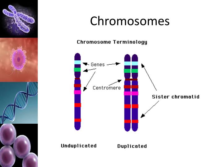 PPT - The Process of Cell Division PowerPoint Presentation - ID:2496114