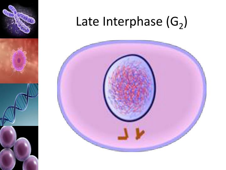 PPT - The Process of Cell Division PowerPoint Presentation - ID:2496114