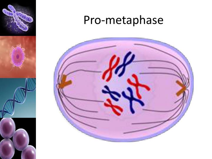 PPT - The Process of Cell Division PowerPoint Presentation - ID:2496114
