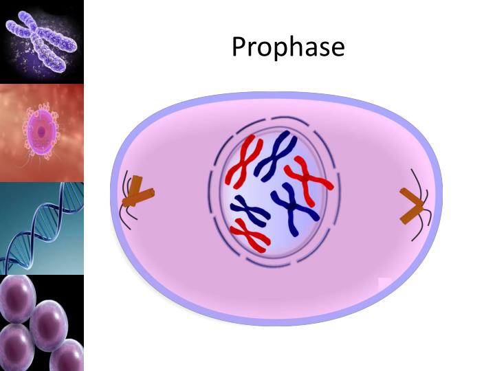PPT - The Process of Cell Division PowerPoint Presentation - ID:2496114