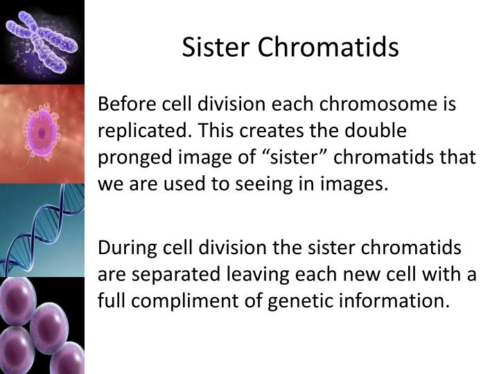 PPT - The Process of Cell Division PowerPoint Presentation - ID:2496114