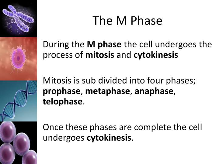 PPT - The Process of Cell Division PowerPoint Presentation - ID:2496114