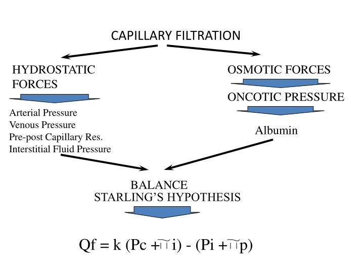 PPT - Physiology Cardiovascular System PowerPoint Presentation - ID:2496273