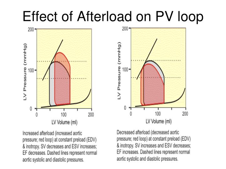 PPT - Physiology Cardiovascular System PowerPoint Presentation - ID:2496273