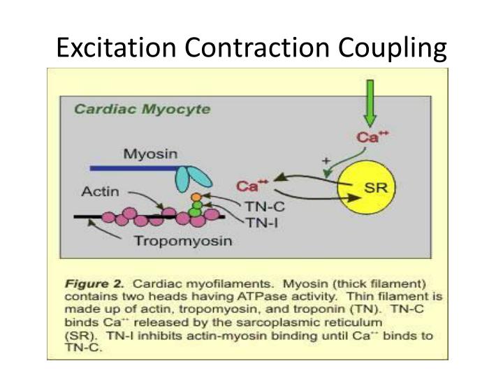 PPT - Physiology Cardiovascular System PowerPoint Presentation - ID:2496273