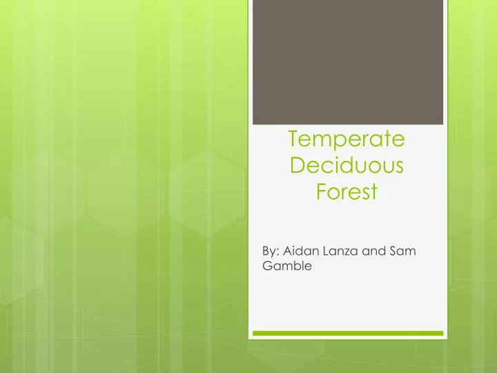 PPT - Temperate Deciduous Forest PowerPoint Presentation, free download - ID:2496753