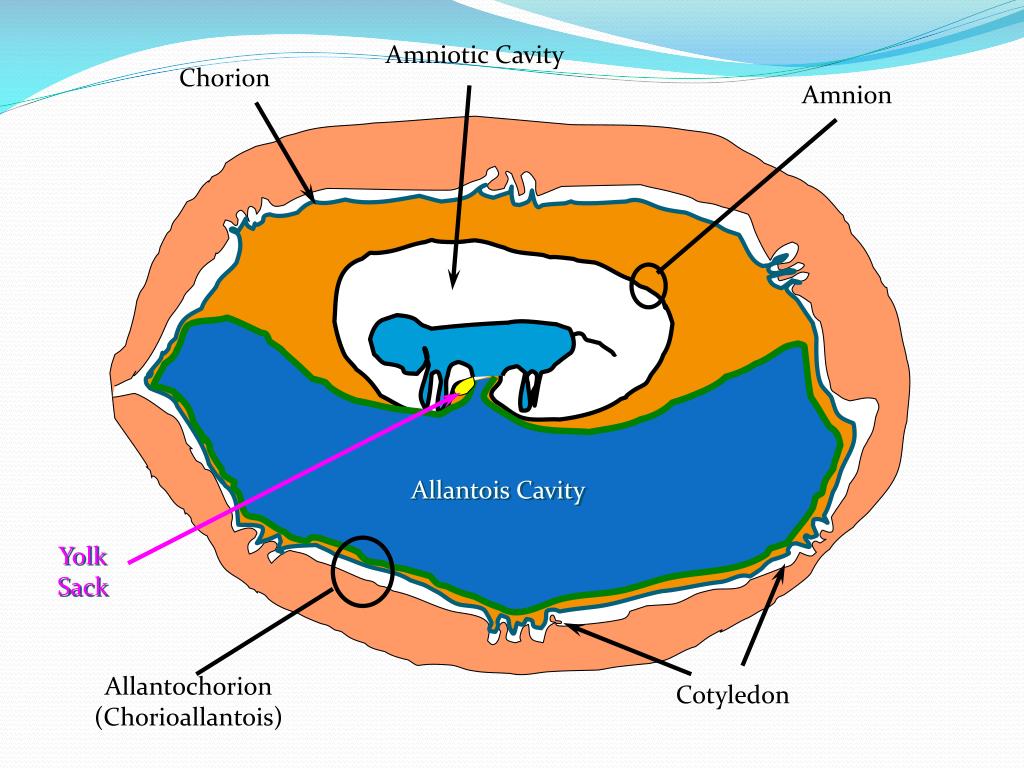 PPT - Pregnancy & Lactation PowerPoint Presentation, free download - ID ...