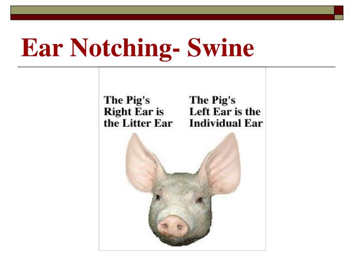 PPT - Animal Identification Systems PowerPoint Presentation - ID:2498540