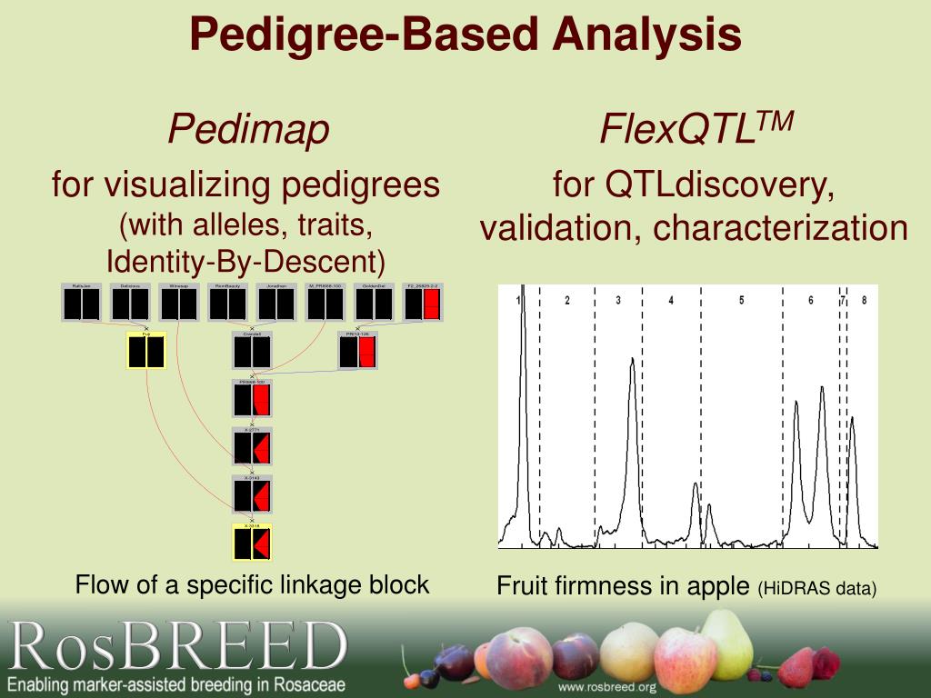 PPT - MSU Amy Iezzoni (PD) Jim Hancock Dechun Wang Cholani Weebadde WSU ...