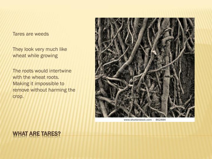 PPT - The Parable of the tares PowerPoint Presentation - ID:2499481