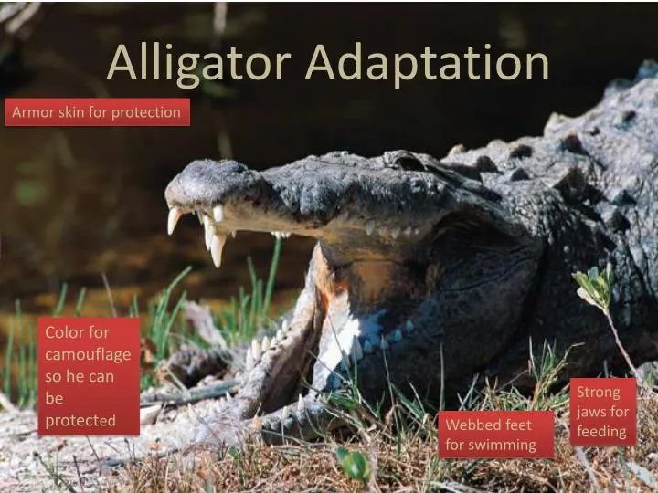 PPT - Alligator Adaptation PowerPoint Presentation, free download - ID ...
