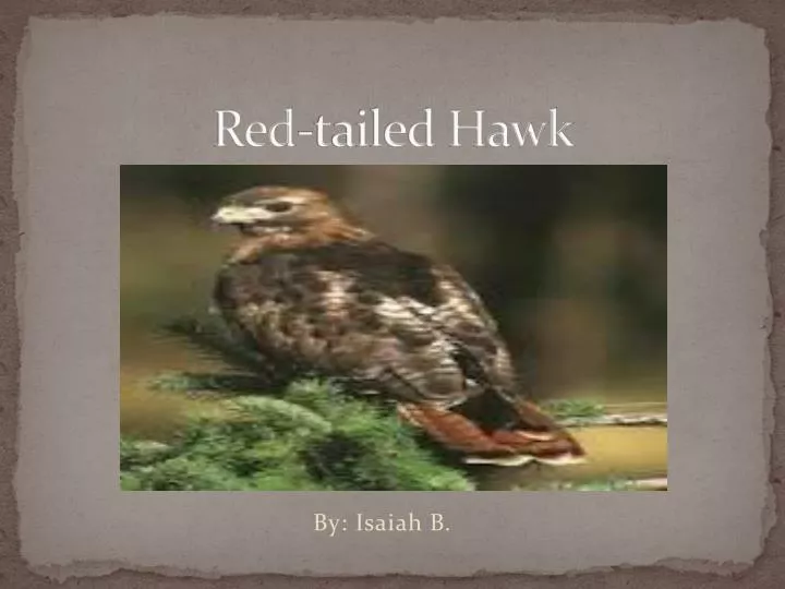 PPT - Red-tailed Hawk PowerPoint Presentation, free download - ID:2500878
