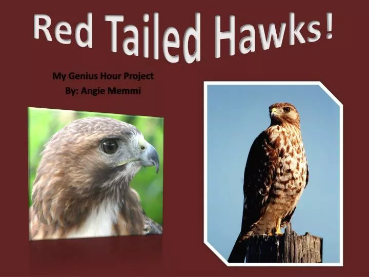 PPT - Red Tailed Hawks! PowerPoint Presentation, free download - ID:2500885