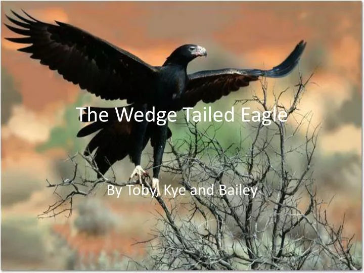 PPT - The Wedge Tailed Eagle PowerPoint Presentation, free download - ID:2501222