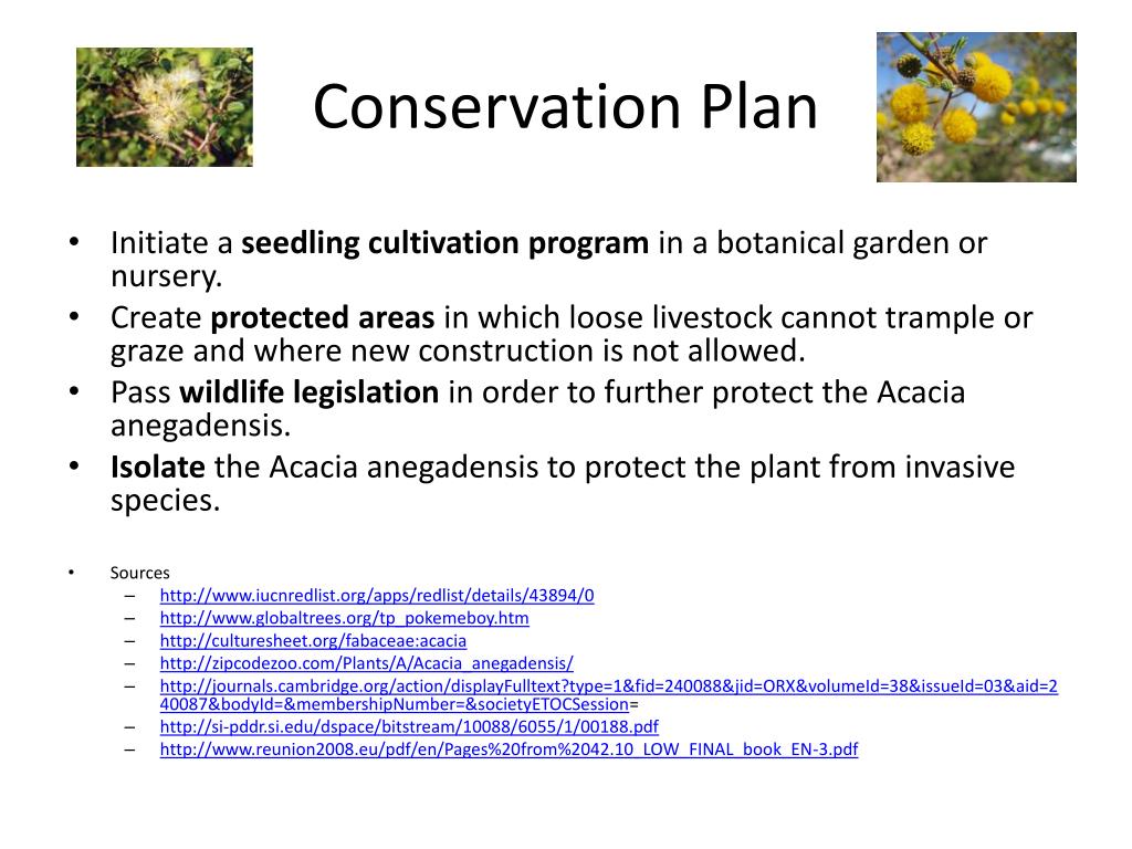 PPT - Chosen species: Acacia Anegadensis “ Pokemeboy ” PowerPoint ...