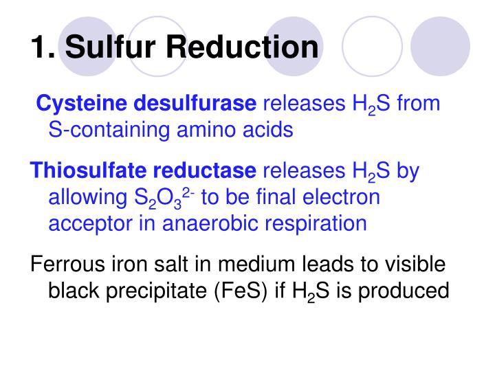 PPT - Ex. 21: SIM Medium (Sulfur, Indole , Motility) PowerPoint ...