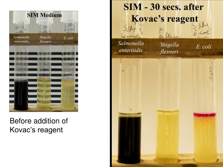 PPT - Ex. 21: SIM Medium (Sulfur, Indole , Motility) PowerPoint ...